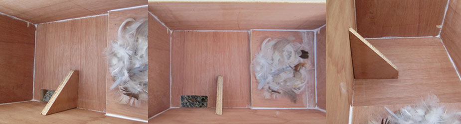 Swift nest box designs free instructions for eaves and corner swift boxes