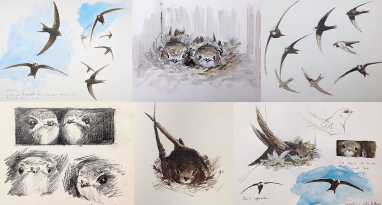 Swift Boxes to Buy - Bristol Swifts